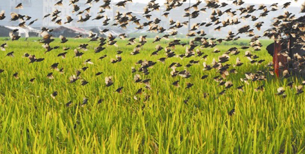 Birds destroy 400 hectares of paddy - The Citizen
