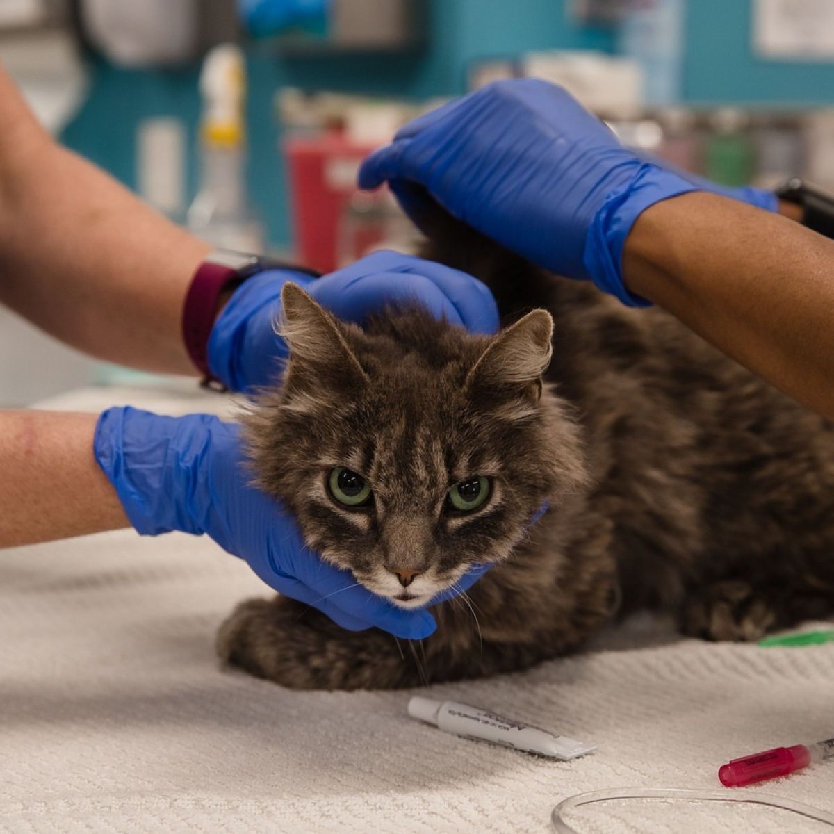 Two cats in New York become first pets to test positive of coronavirus ...