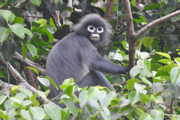 100 new species in Myanmar reveal its 'biological riches' | The Citizen