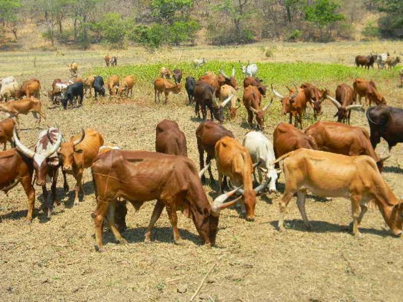 Experts root for electronic tags for cattle identification - The Citizen