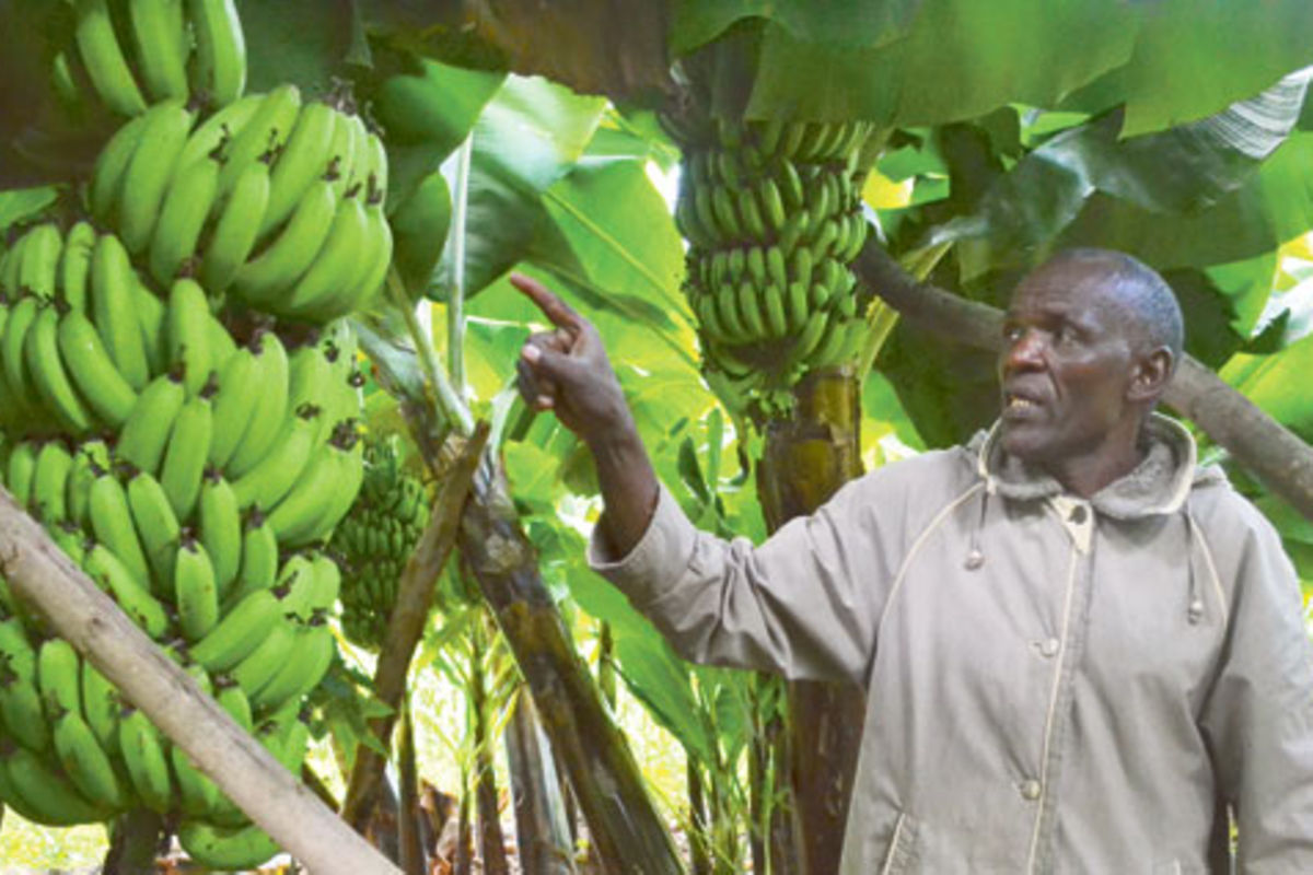 Improved seeds turn into fortune | The Citizen
