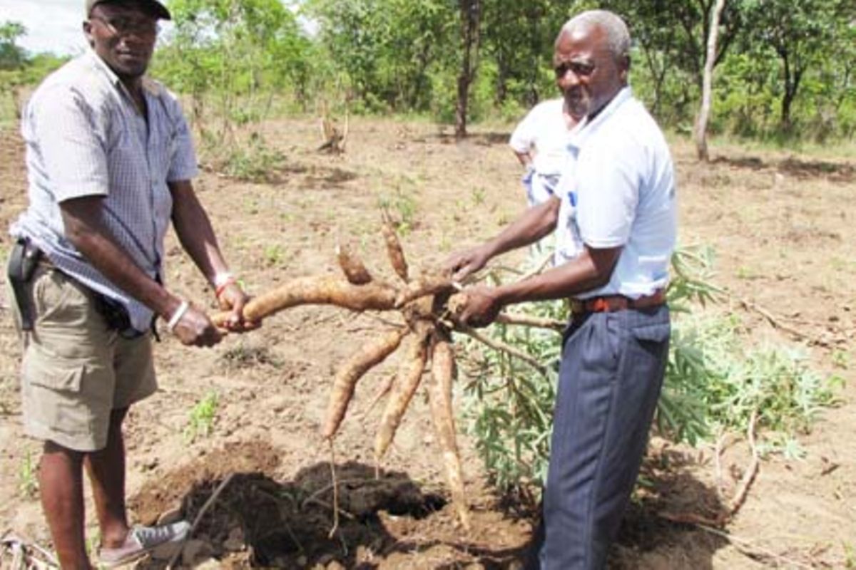 New cassava varieties to boost yields | The Citizen