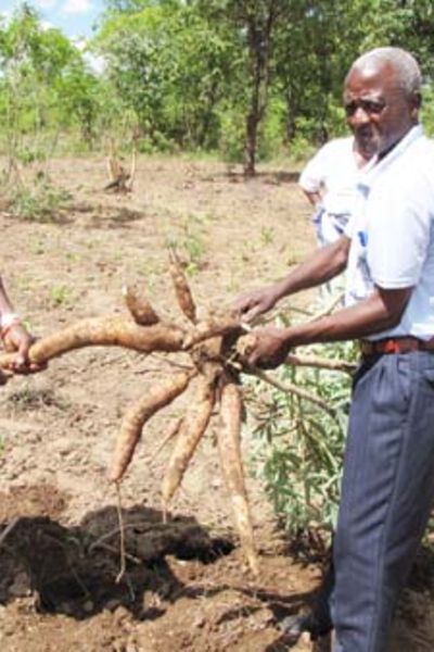 New cassava varieties to boost yields - The Citizen