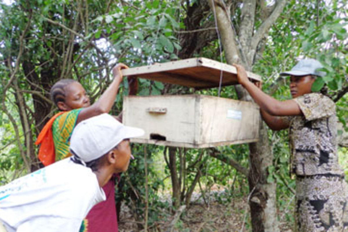 Eastern Arc Mountains conservation starts to pay off | The Citizen