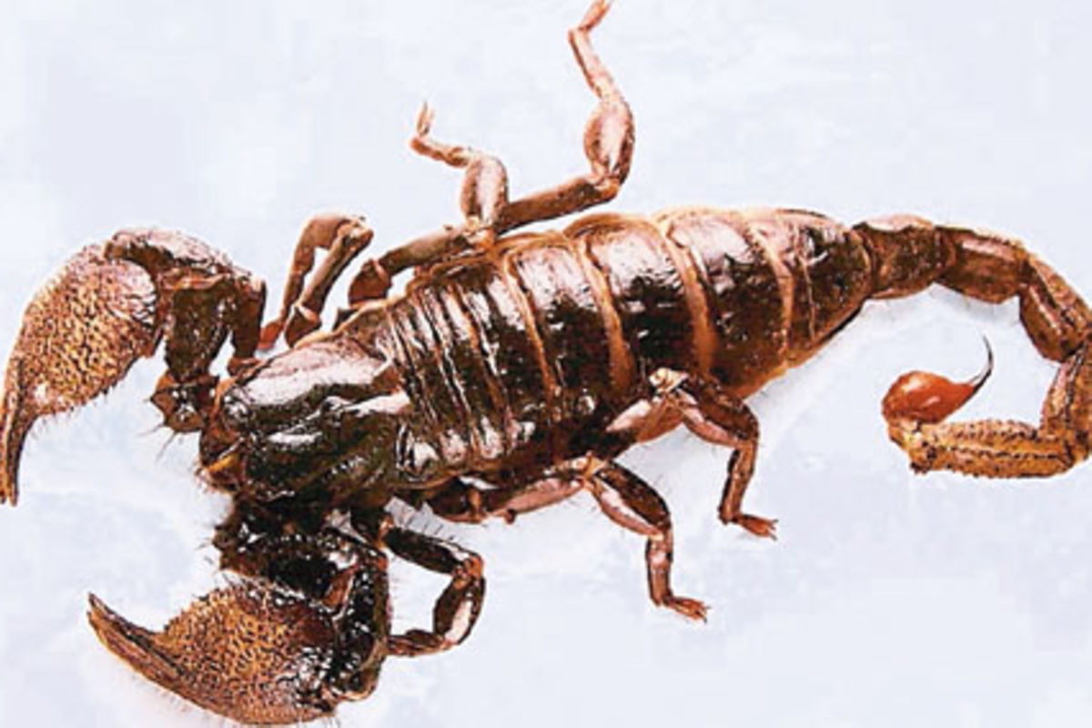 ‘Oldest’ fossilised scorpion discovered in South Africa | The Citizen