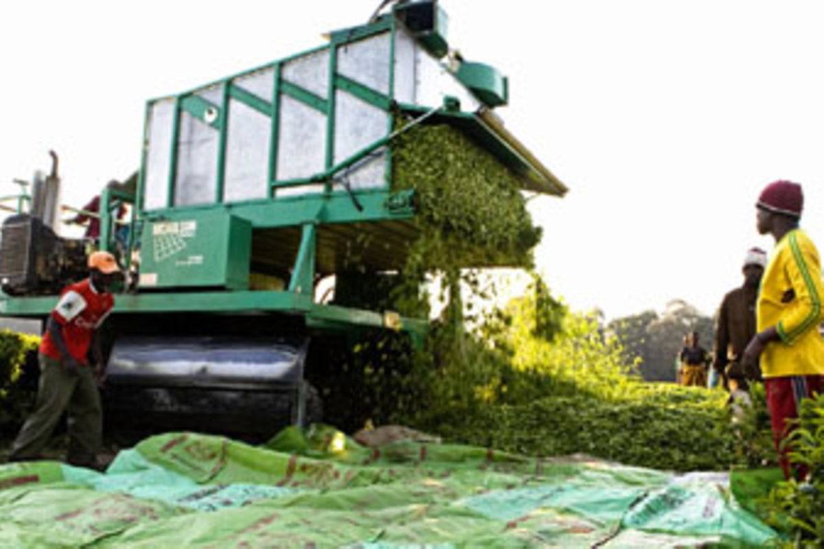 Crisis hits E. Africa tea sales | The Citizen
