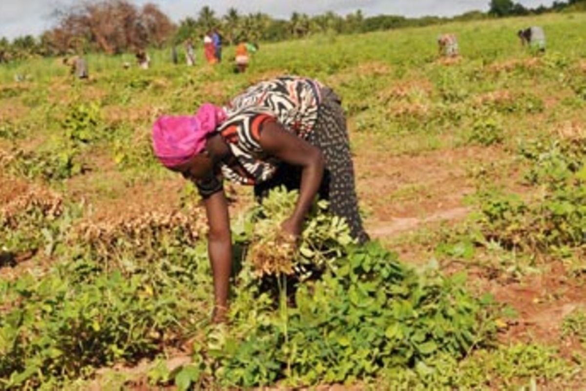 This is what ails agro-sector | The Citizen