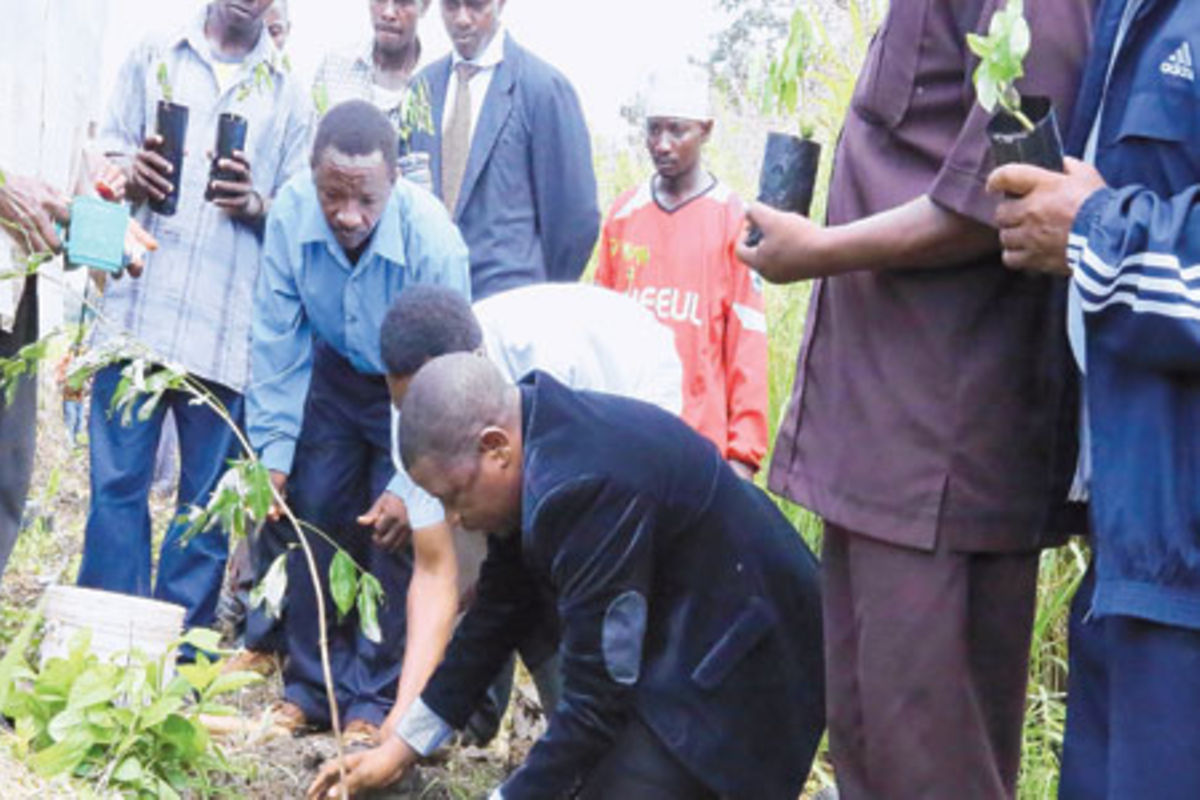 NGO backs reforestation campaign | The Citizen