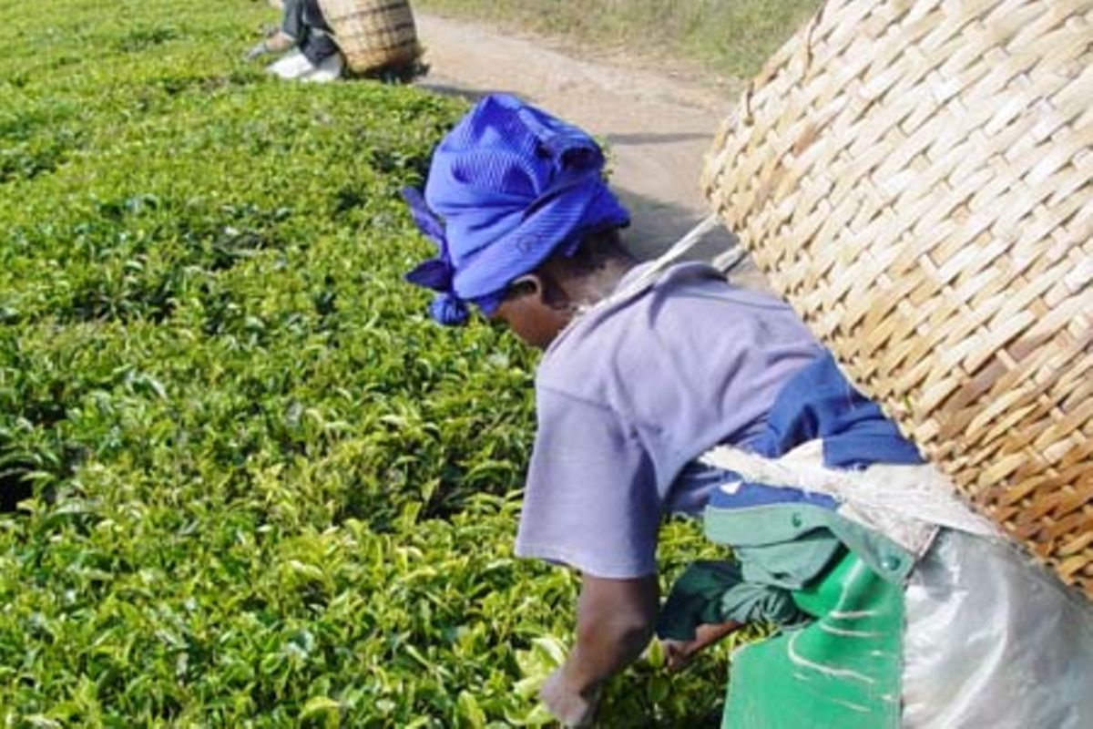 Tanzania tea sales down at Mombasa auction: board | The Citizen