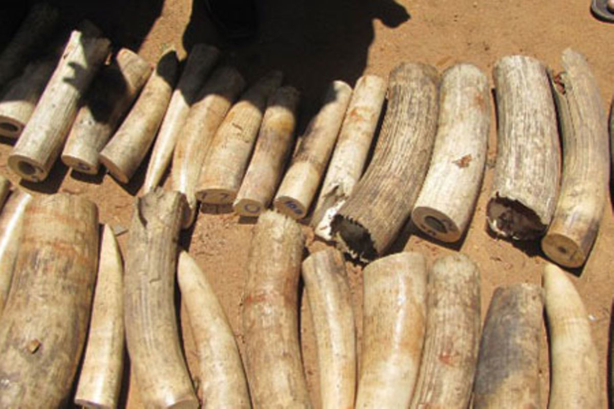Join forces in fighting ivory smuggling, EA countries told | The Citizen