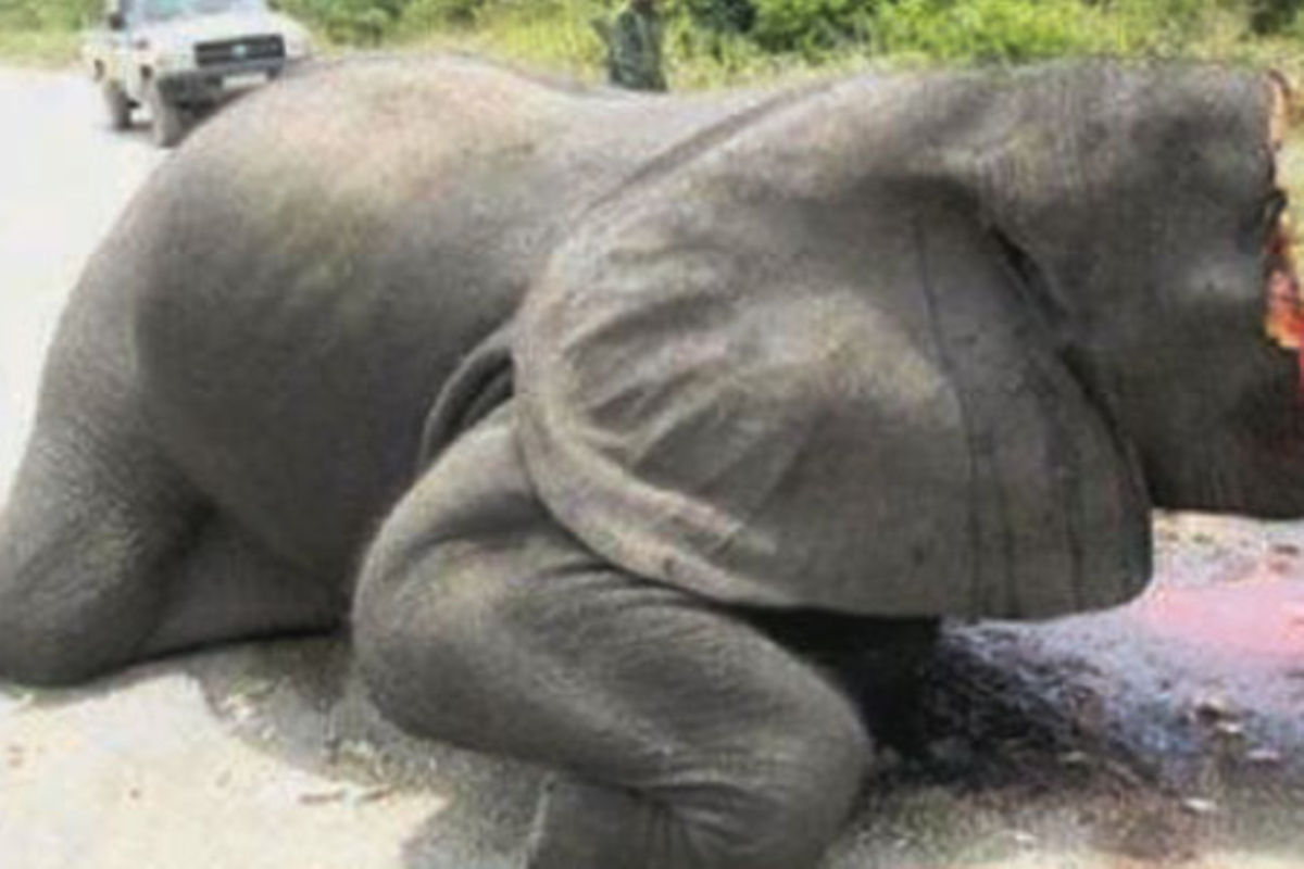 War on poaching gains momentum | The Citizen