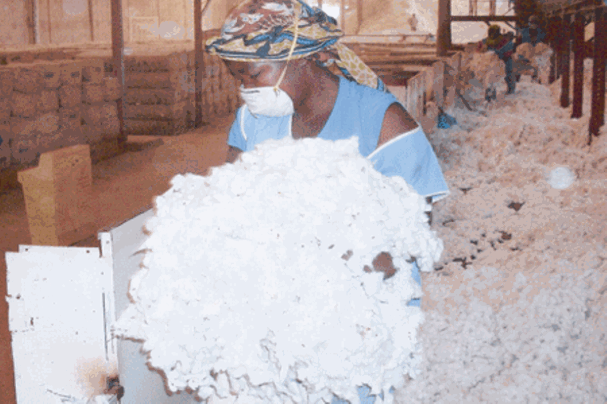 Cotton output forecast to rise by 4,000 tonnes | The Citizen