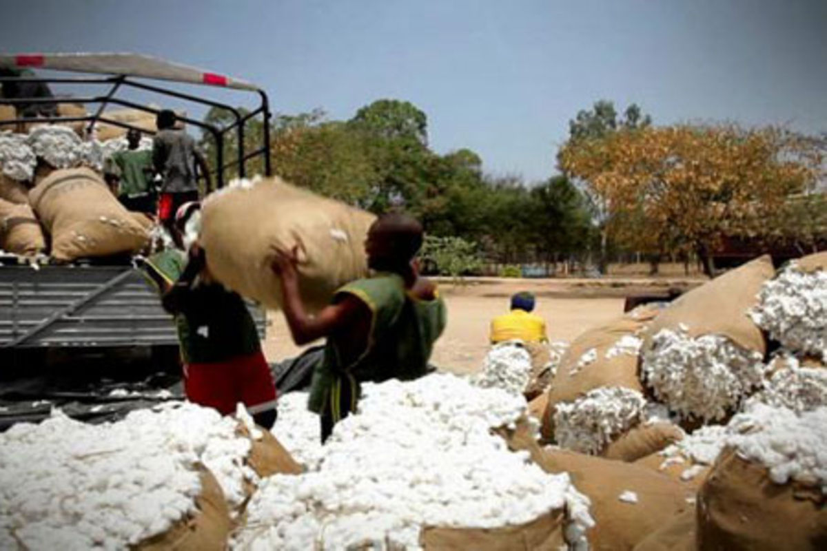 Cotton price up as buying season starts | The Citizen