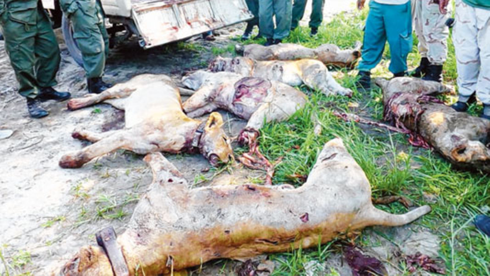 Lion Attack Victims Mountain Lions Attacked And Killed A Man Doing