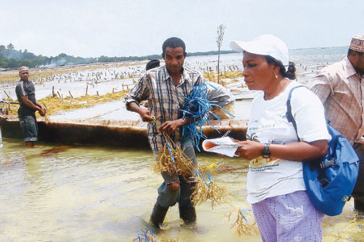 Benefits of seaweed farming | The Citizen