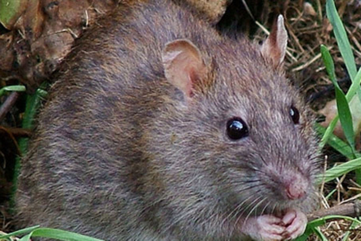 Rodents huge threat to agriculture | The Citizen