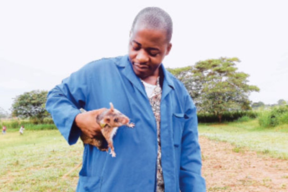 Geneva office for Tanzania’s landmine rats | The Citizen