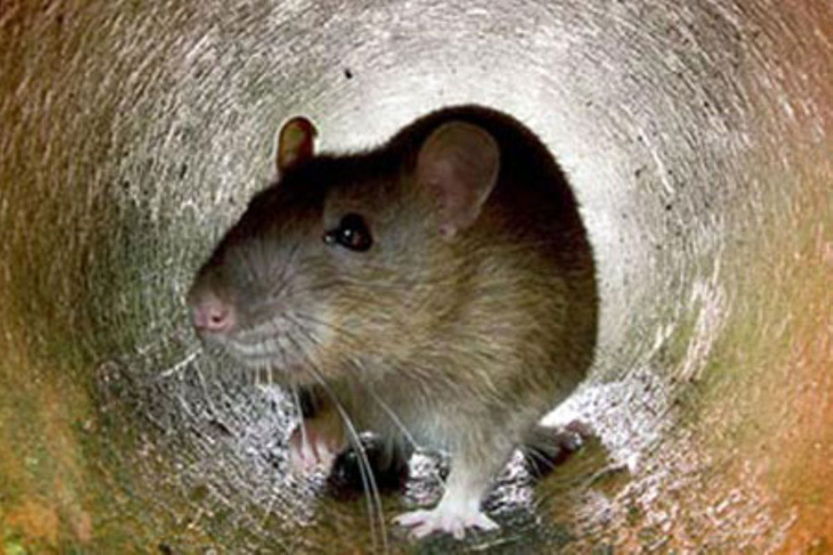 Dar exports mine-sniffing rats | The Citizen