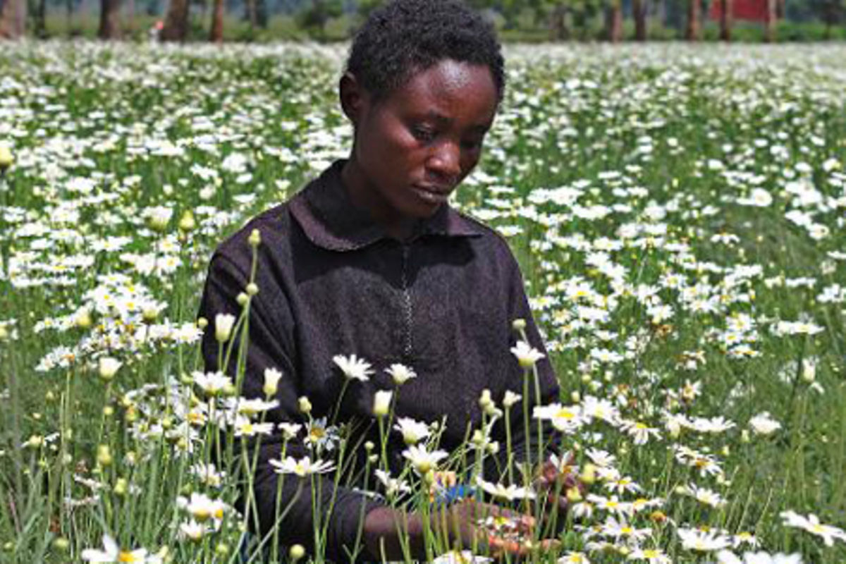 TZ soon to lead world in pyrethrum production | The Citizen