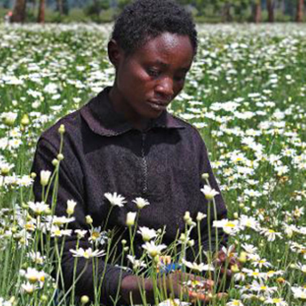 Hope as Tanzania’s pyrethrum production doubles | The Citizen
