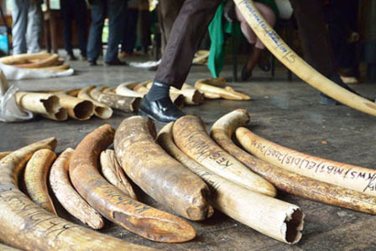 Man in court for tusks worth Sh345m | The Citizen