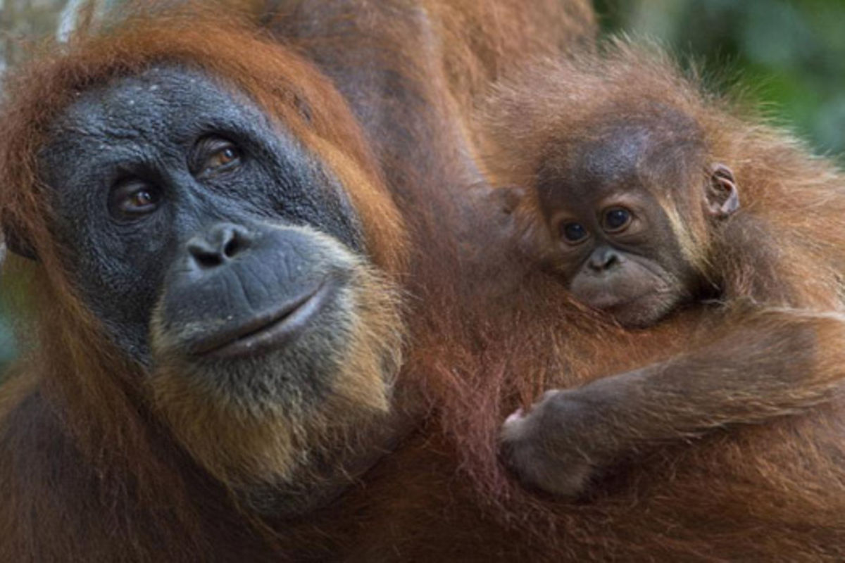 Over half of world's primates on brink of extinction: experts | The Citizen