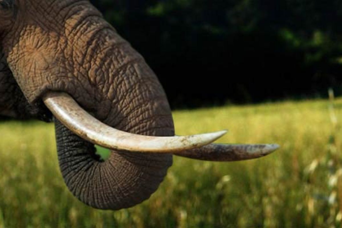 UK trophy hunting bill irks African conservationists | The Citizen