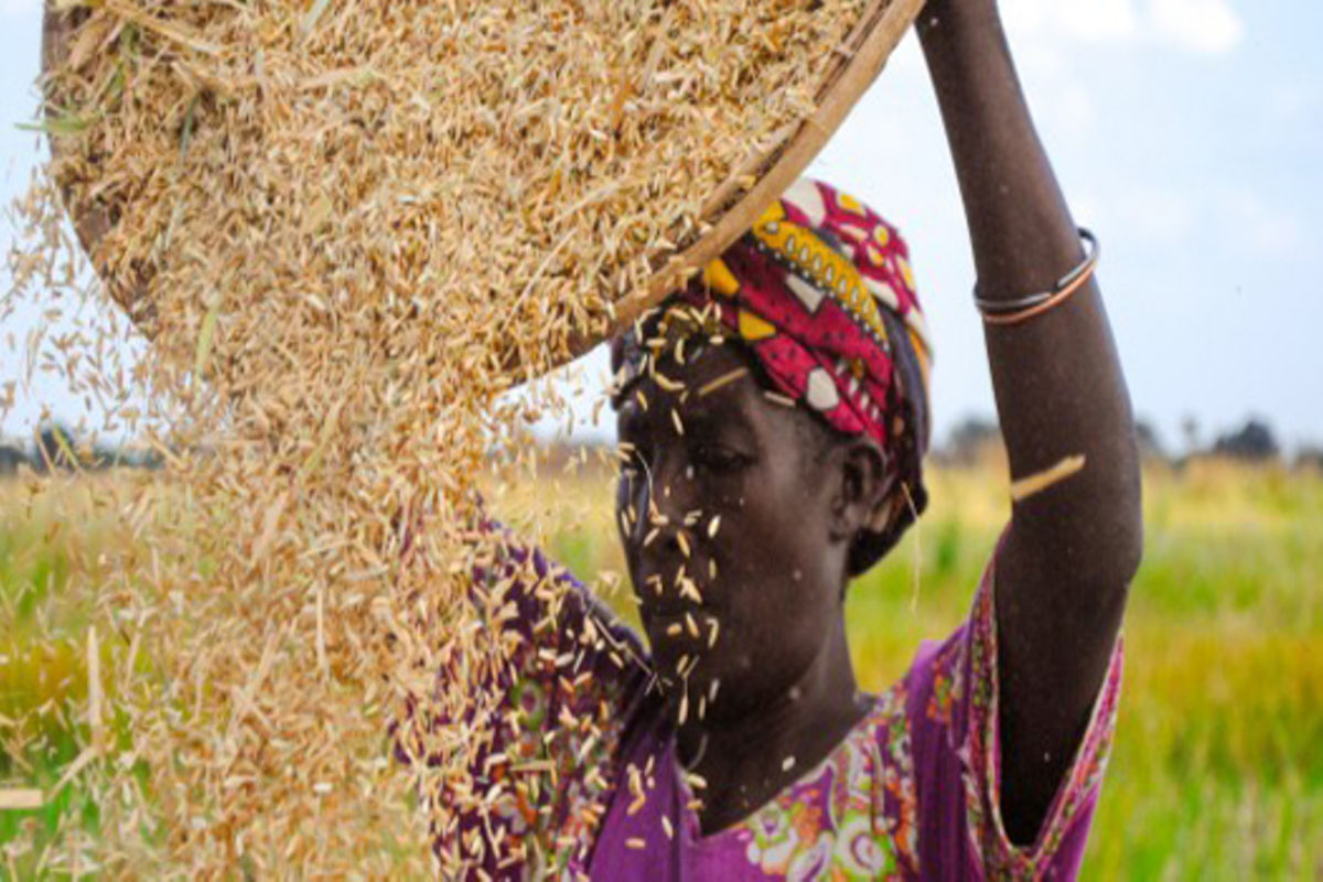 Farmers urged to grow drought resistant crops | The Citizen