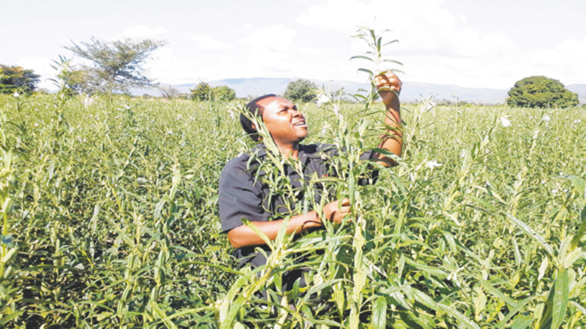 HakiPensheni: ‘White Region’ reaping from new improved sesame seeds