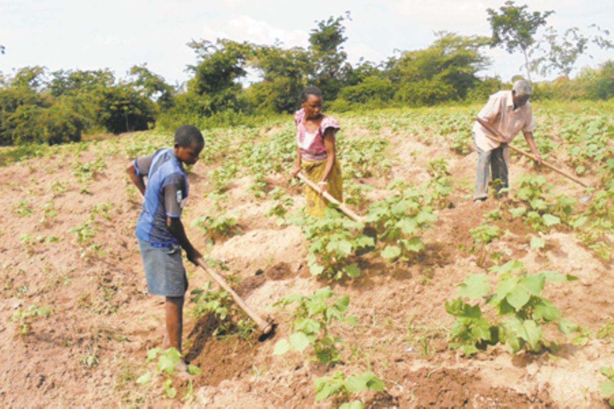 Poor yield pushes growers to opt for contract farming | The Citizen