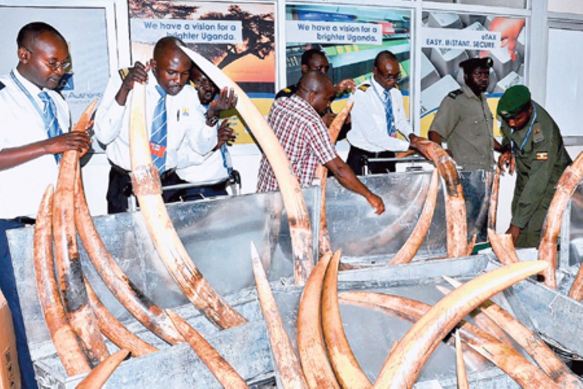 Ivory trafficking in Africa controlled by a powerful few | The Citizen