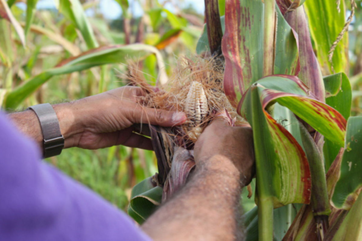 Disease ravages maize crops | The Citizen