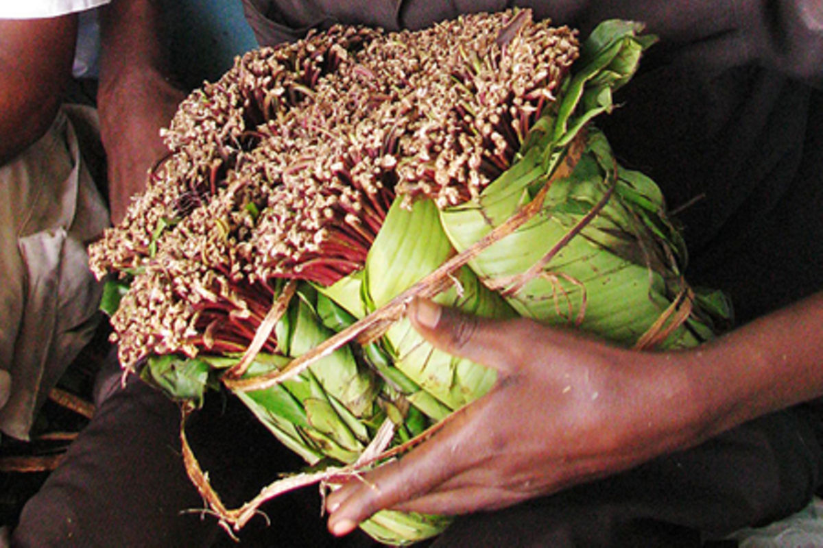 Over 836 farmers remove khat from their farms | The Citizen