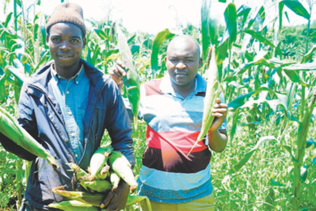 Farmers in Iringa build a better future | The Citizen