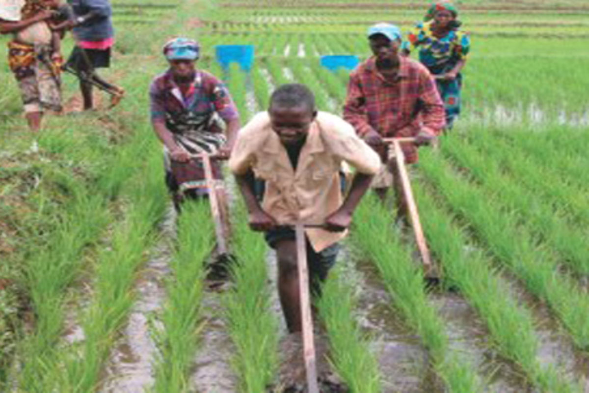 5-year paddy project to benefit farmers in mainland, Zanzibar | The Citizen