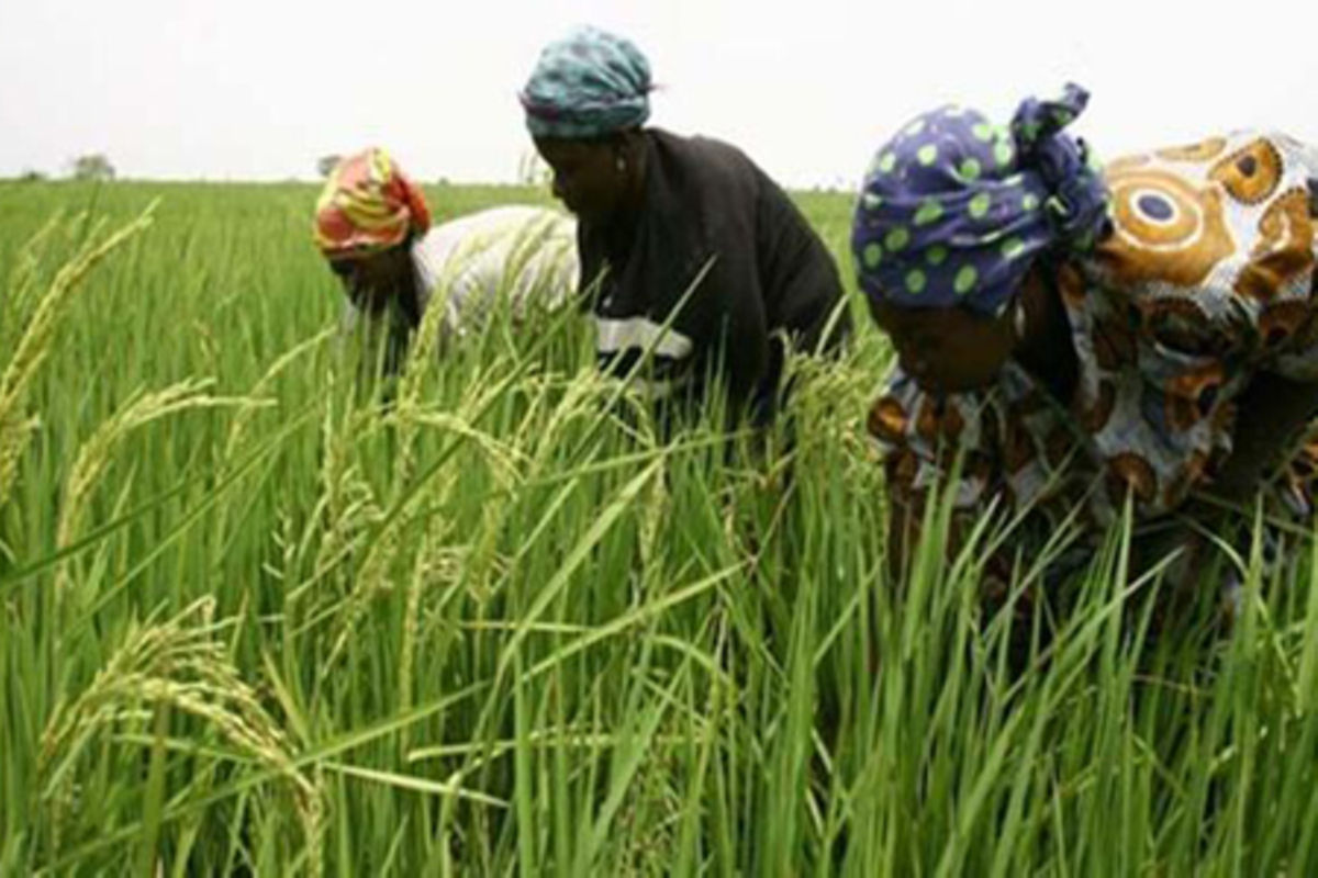 Rice growers in need of markets | The Citizen