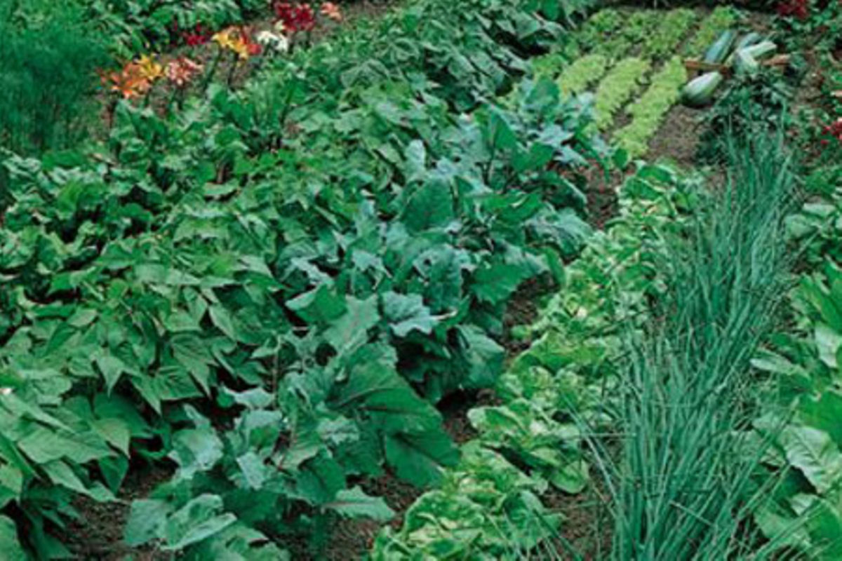 New Veta technology to raise vegetable output | The Citizen