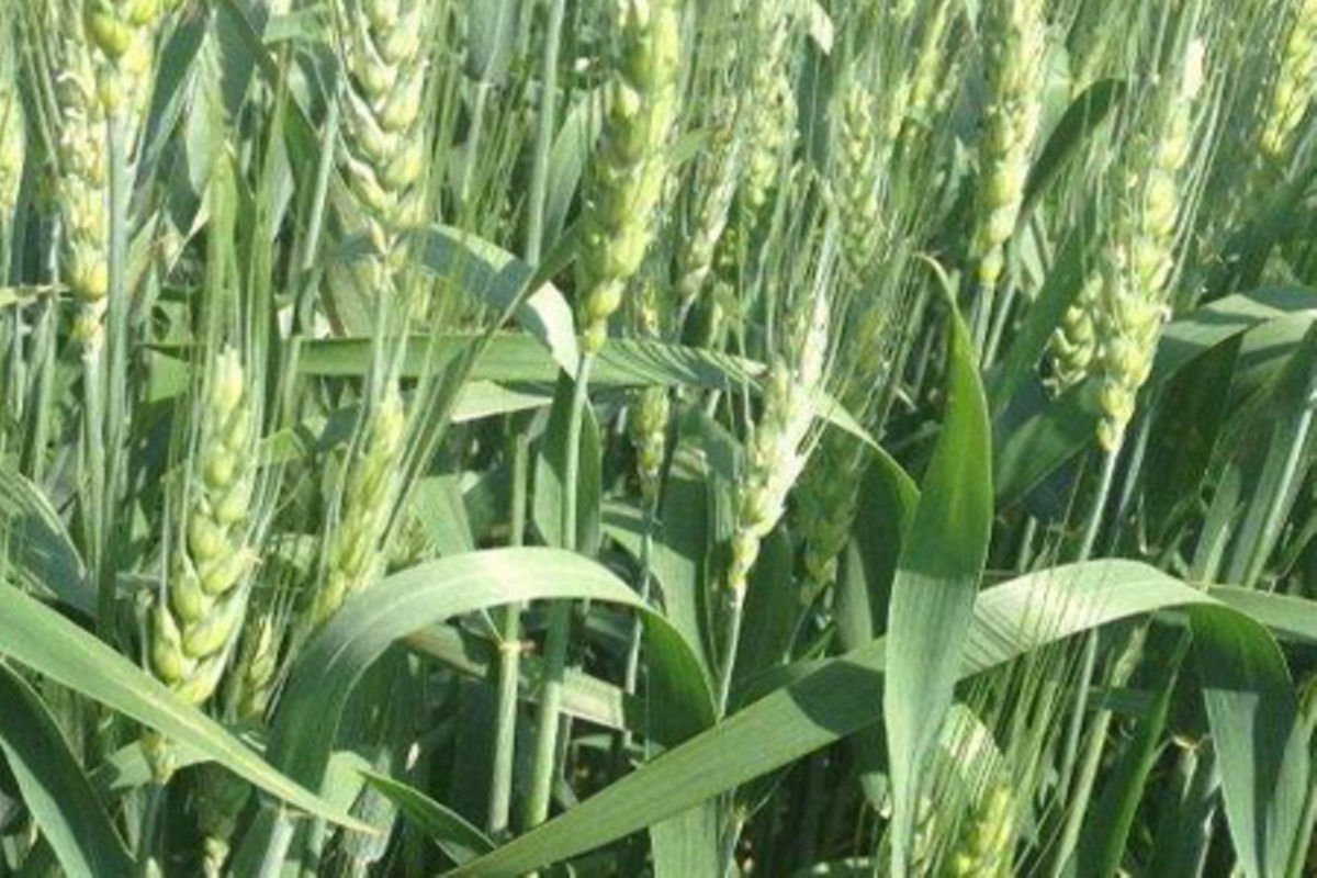 Wheat farming to change Africa | The Citizen