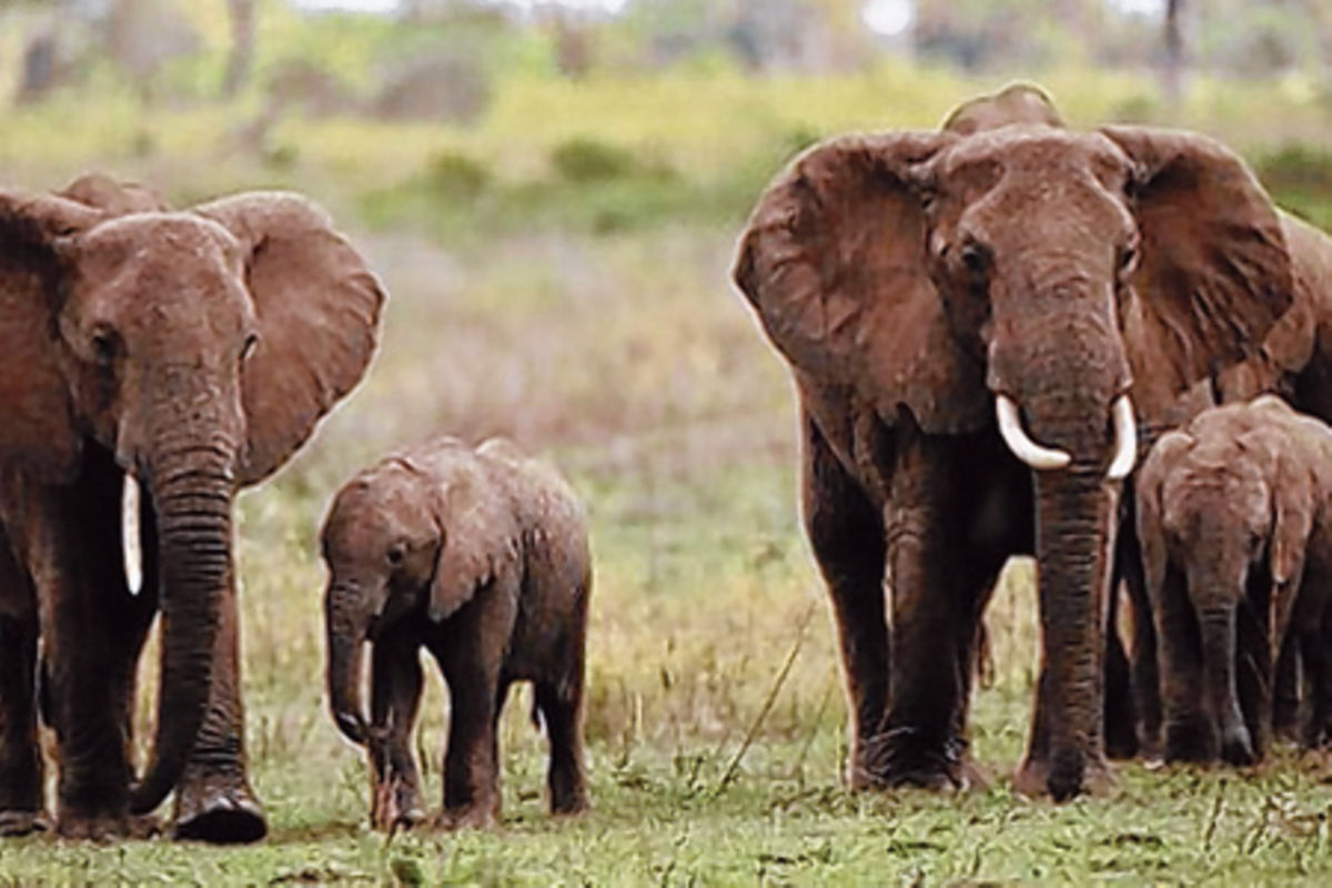 Political will in war against poachers is slowly paying off | The Citizen
