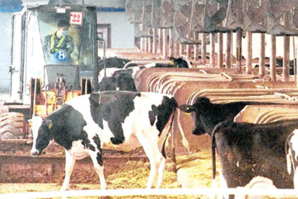 Dairy boom turns into environment disaster | The Citizen