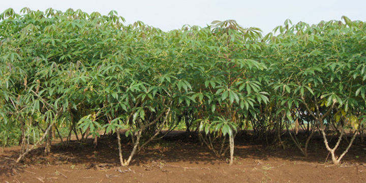 Boost for Tanzania cassava as Chinese firm to invest $1 billion | The ...