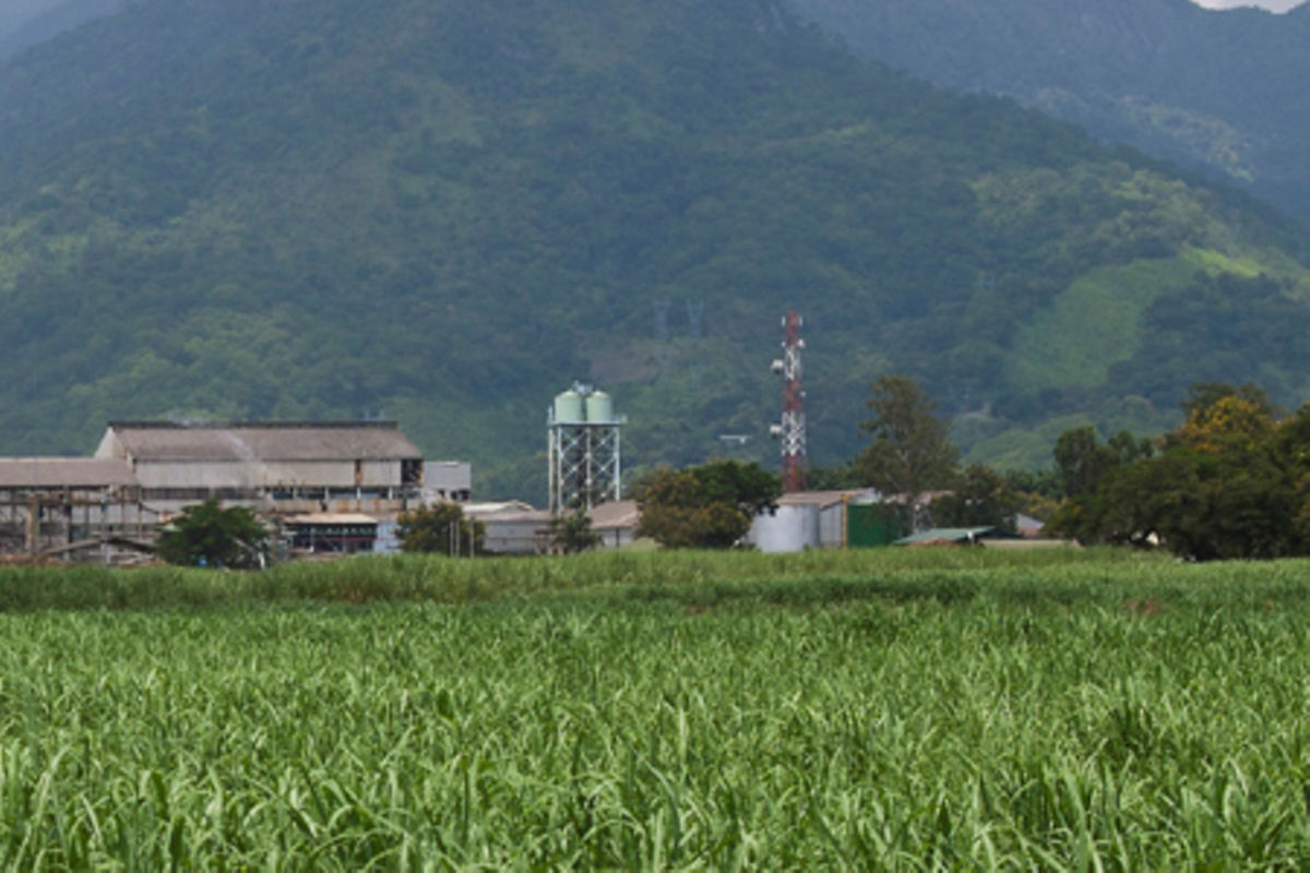 Sugar yield uplifts lives of farmers, community | The Citizen