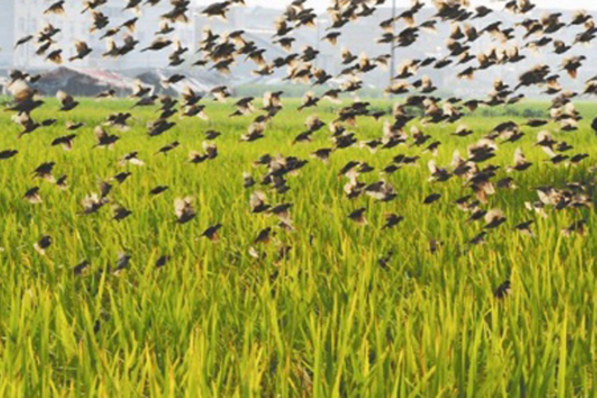Birds destroy 400 hectares of paddy | The Citizen