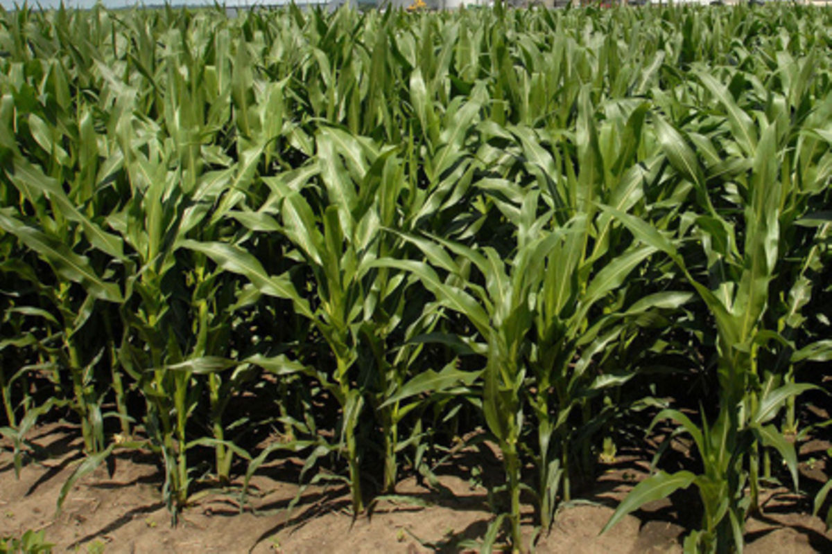 Boost agriculture to create employment | The Citizen