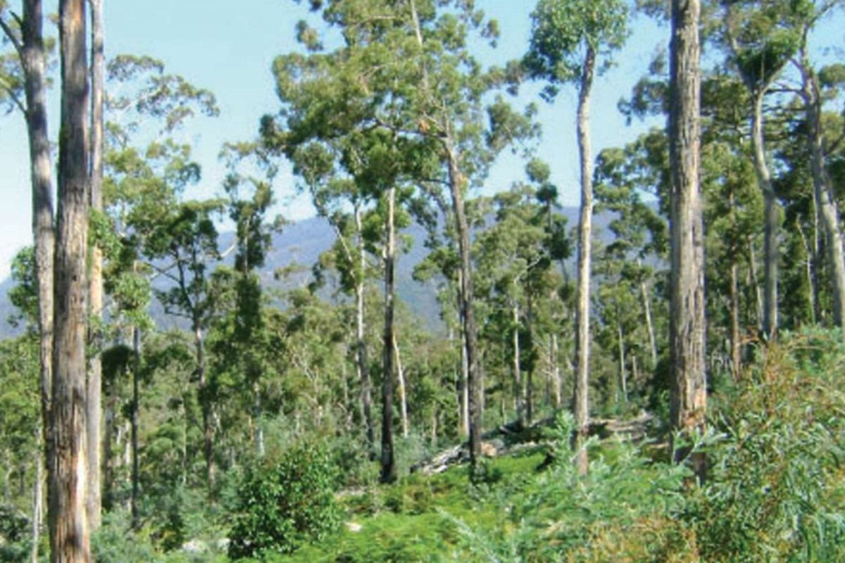 Aid private-owned forests | The Citizen