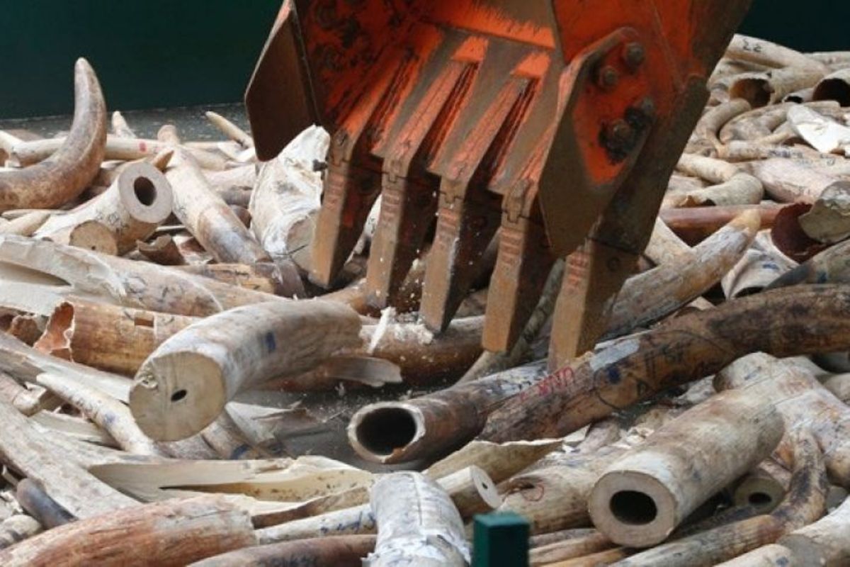Activists push govt to destroy 120 tonnes of ivory stockpile | The Citizen