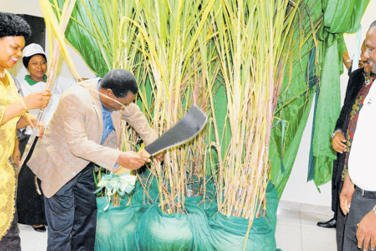 Sugarcane outgrower scheme kicks off | The Citizen