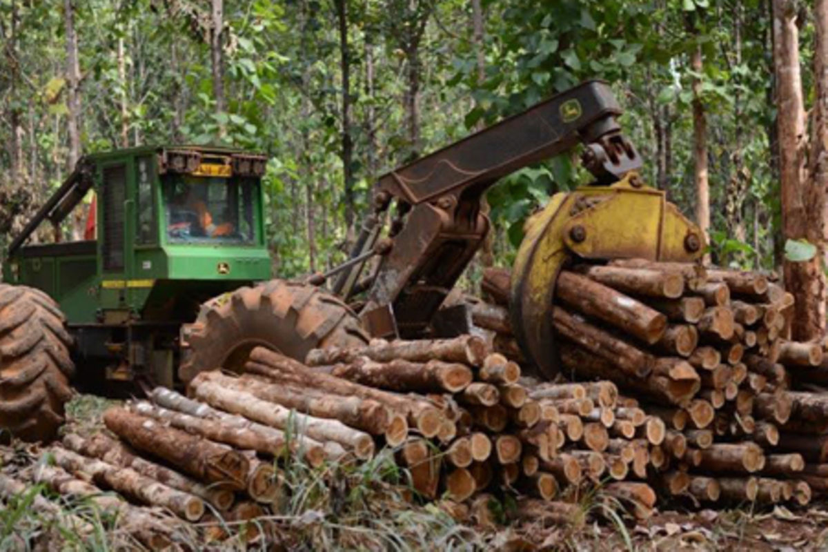 SPECIAL REPORT : Teak tree farming lucrative, but one should be patient ...