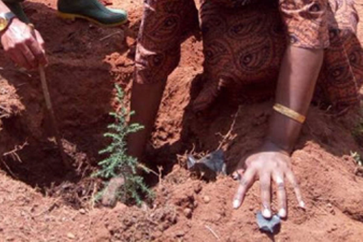 Municipal council plants over million trees in two months | The Citizen