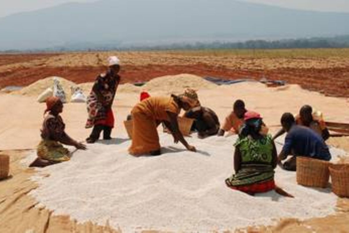 Success as Sagcot initiative expands | The Citizen